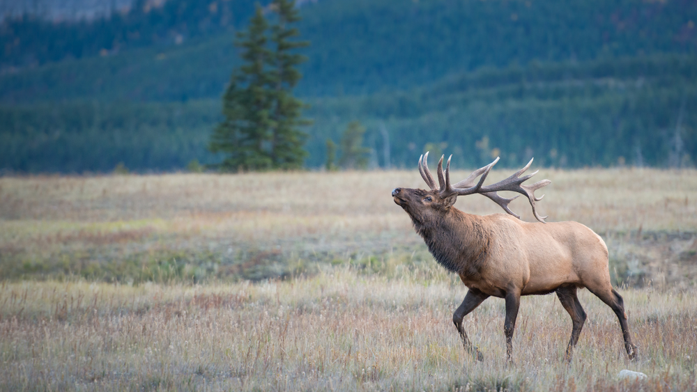 Tech Tips & Tutorials – Ozonics Hunting